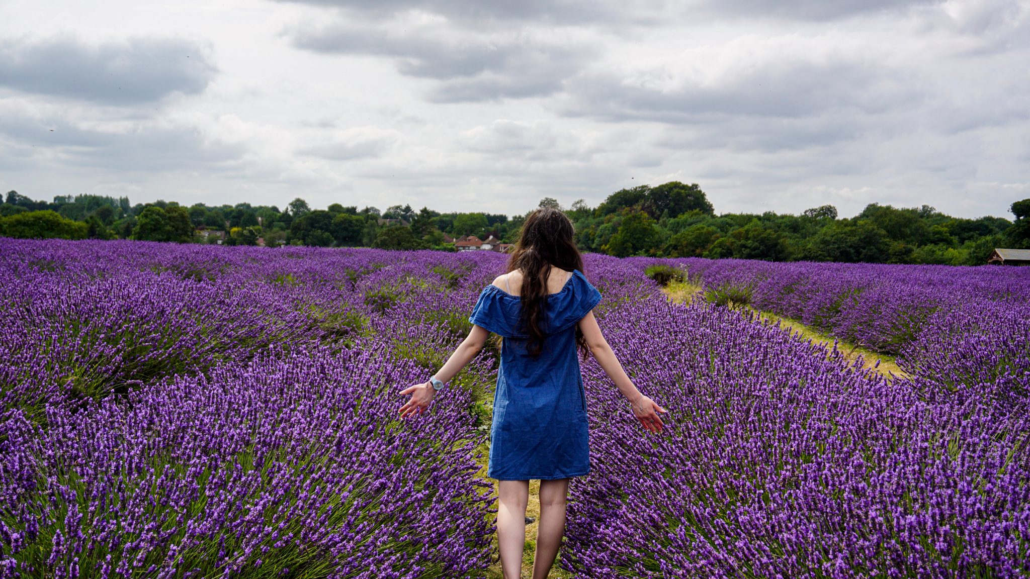 The Best Lavender Field in London - Empnefsys & Travel