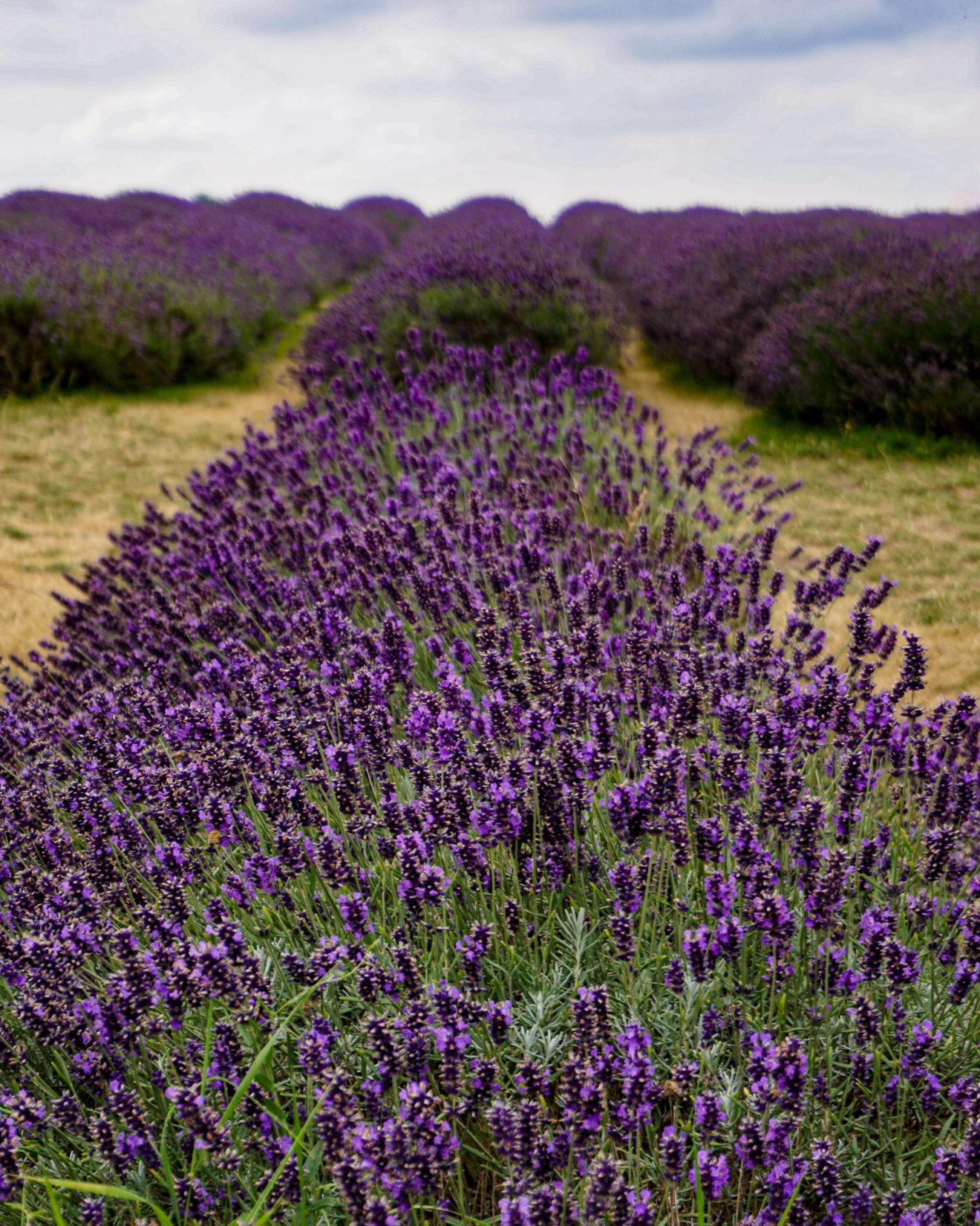 The Best Lavender Field in London - Empnefsys & Travel